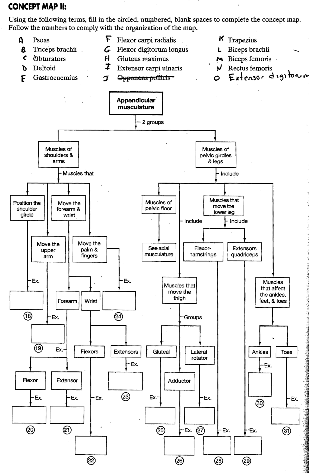 Solved CONCEPT MAP I: Using the following terms, fill in the | Chegg.com