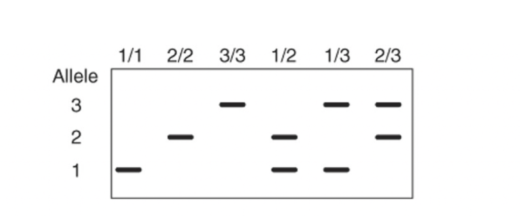 Solved The diagram shown below illustrates the genotyping | Chegg.com