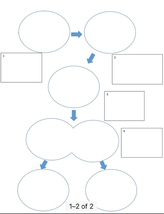 Solved Chapter 10- Mitosis Study Guide replication Mitosis | Chegg.com