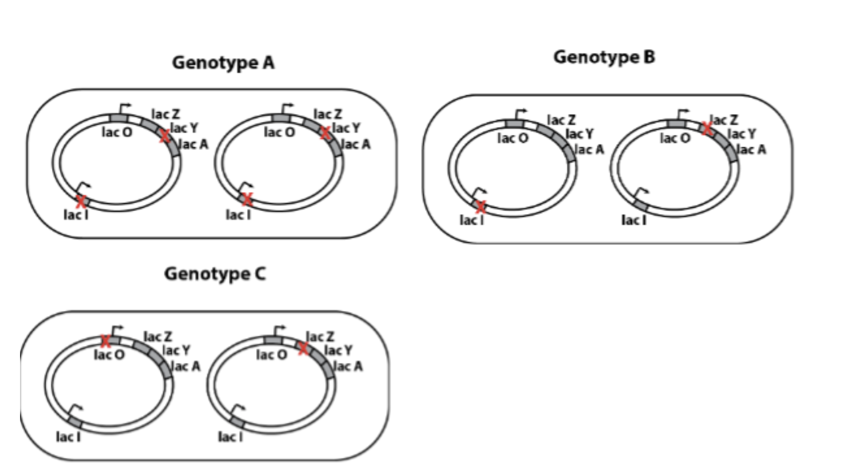 Solved Consider the following strains of E.coli, which carry | Chegg.com