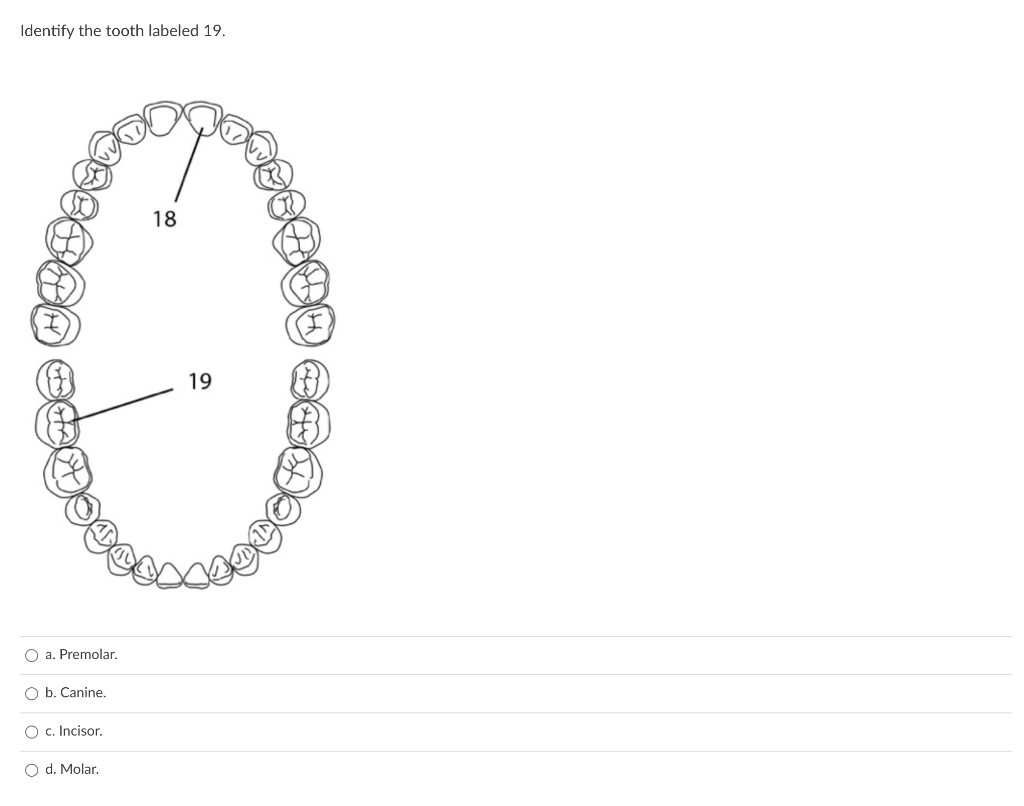 Solved Identify the tooth labeled 19. 18 O 19 O a. Premolar. | Chegg.com