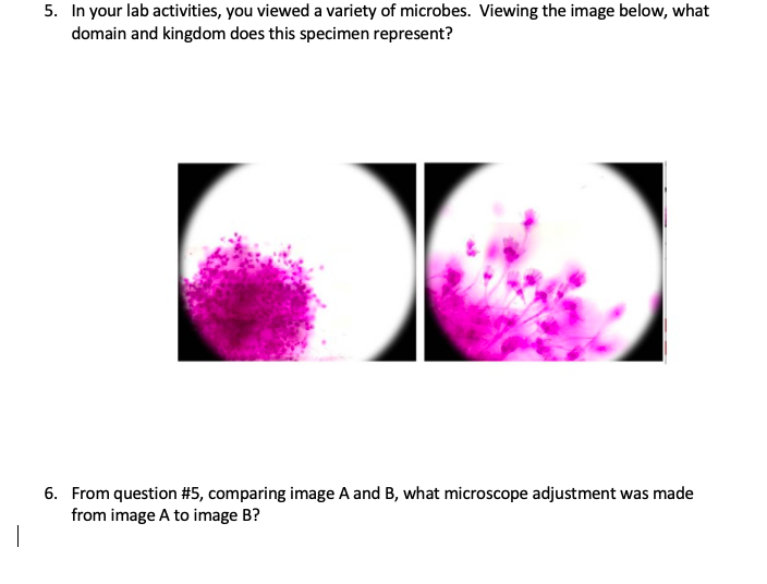 Solved 5. In your lab activities, you viewed a variety of | Chegg.com