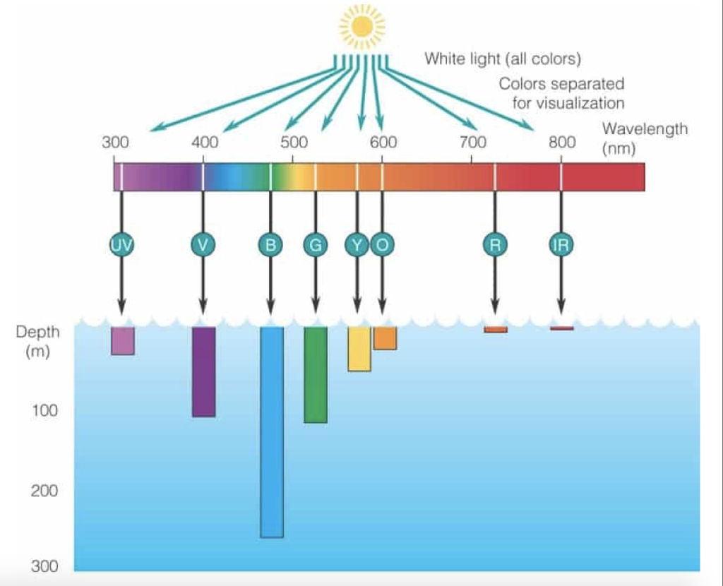 Solved Include the water depth in which they live. Depths | Chegg.com