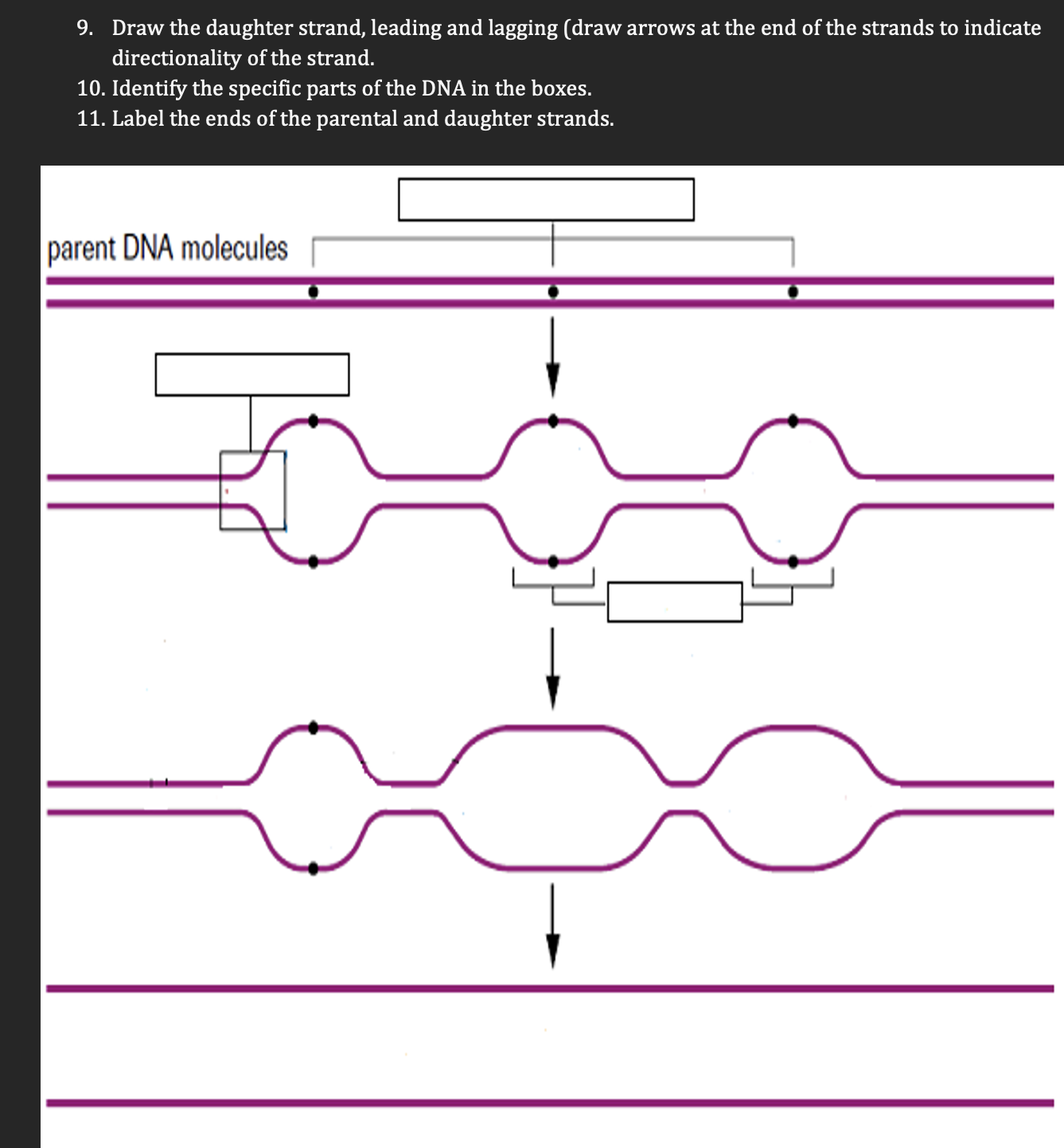 Solved 1. ﻿Draw the daughter strand, leading and lagging | Chegg.com
