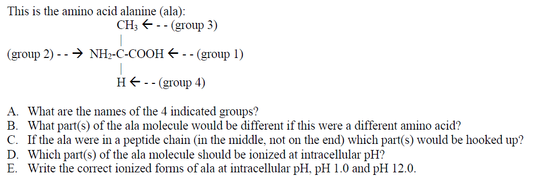 Solved This is the amino acid alanine (ala). A. What are the | Chegg.com
