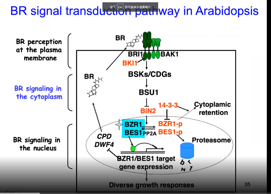 Solved BZR1 is key transcription factor in brassinosteroid | Chegg.com