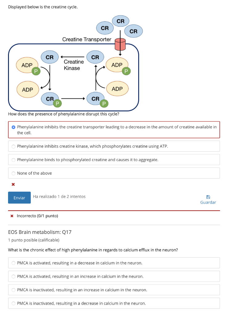 Solved Displayed below is the creatine cycle. CR CR CR | Chegg.com