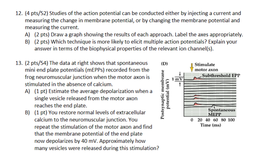 Solved 12. (4 pts/52) Studies of the action potential can be | Chegg.com