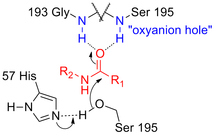 Solved This picture shows part of an enzyme in blue and | Chegg.com