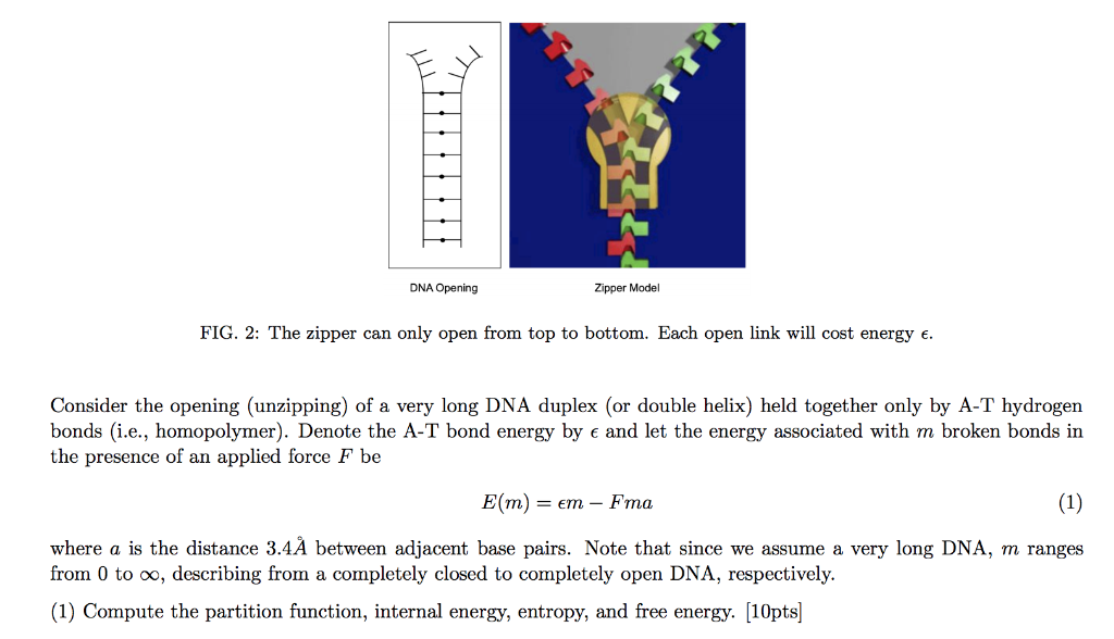 Solved DNA Opening Zipper Model FIG. 2: The zipper can only | Chegg.com