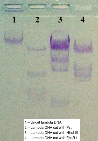 Solved 1. For the Hind III-digested sample, which band | Chegg.com