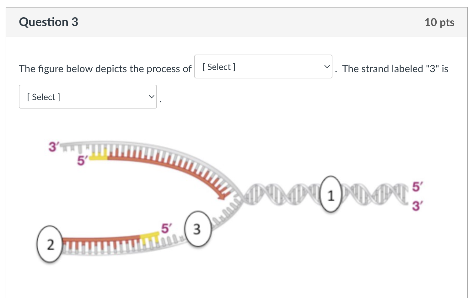 Solved The figure below depicts the process of . The strand | Chegg.com
