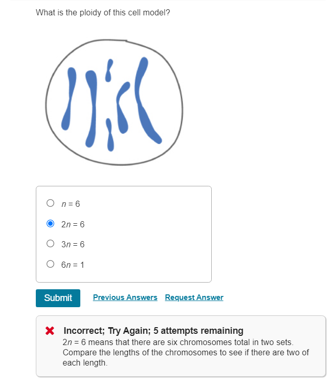 Solved What is the ploidy of this cell model? 0); On= 6 2n = | Chegg.com