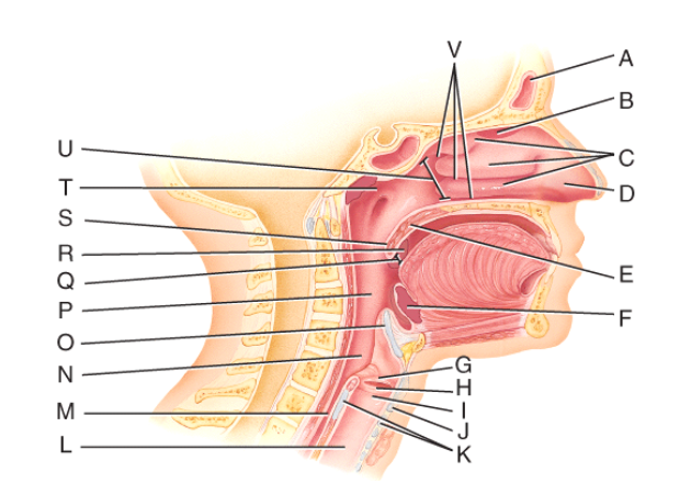 Solved I need help with the parts of the larynx on this | Chegg.com