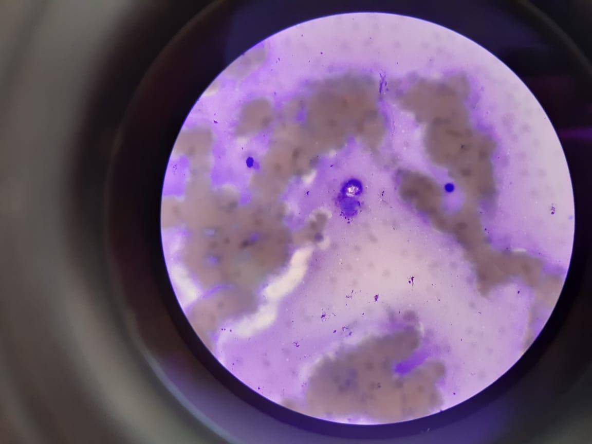 please label and annotate on the following images the | Chegg.com