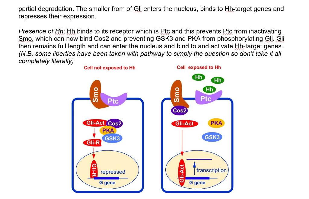 Solved (2) Hedgehog (Hh) is a secreted signaling protein | Chegg.com