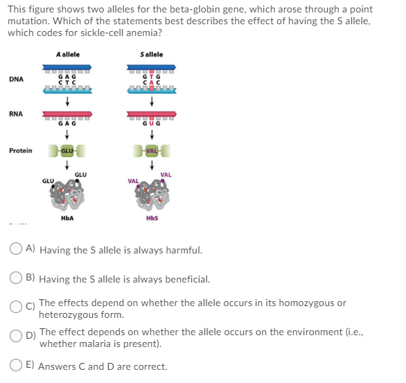 Solved This figure shows two alleles for the beta-globin | Chegg.com