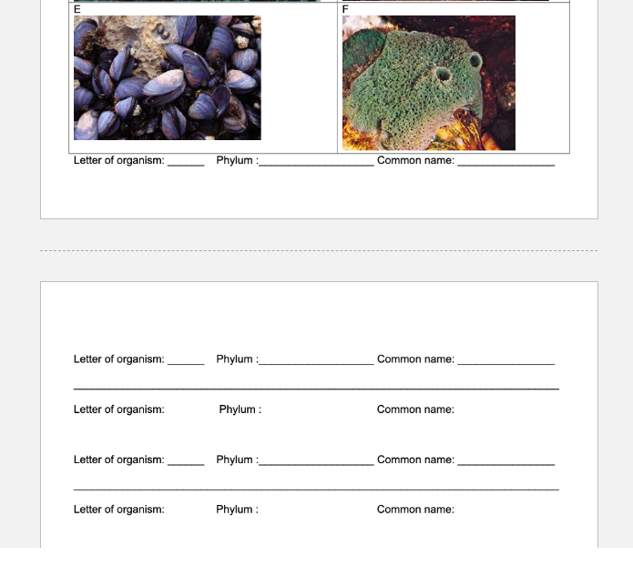 Solved 1) Using the "Taxonomic key to the Major Invertebrate | Chegg.com