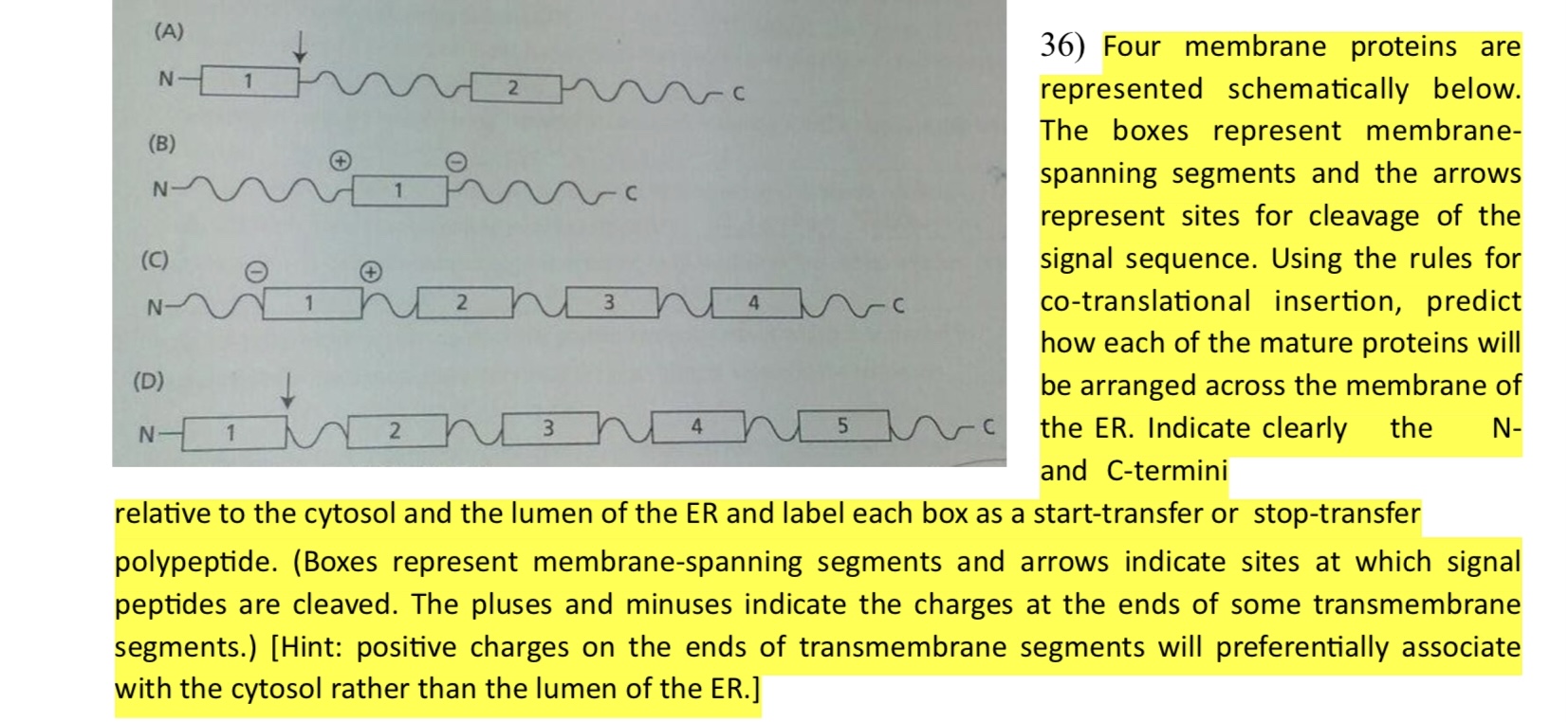 Solved (B)Four membrane proteins arerepresented | Chegg.com