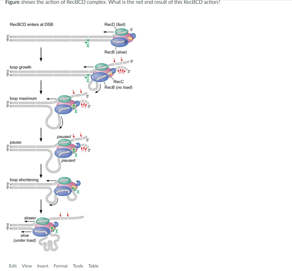 Solved Figure shows the action of RecBCD complex. What is | Chegg.com