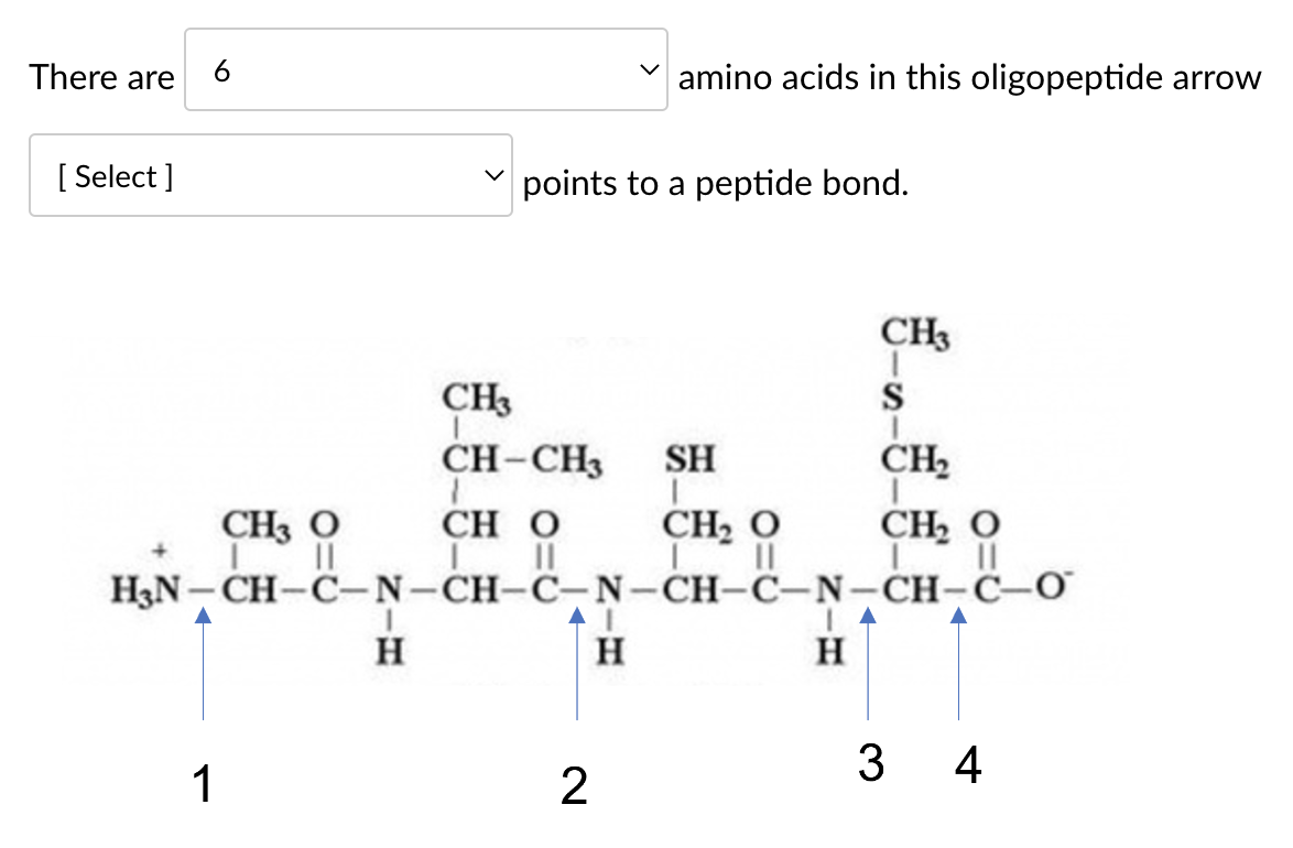 Solved There are amino acids in this oligopeptide arrow | Chegg.com