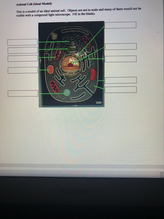 Solved Anlmal Cell (Ideal Model) This is a model of an ideal | Chegg.com