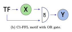 Solved Look at the coherent type I feedforward loop with OR | Chegg.com