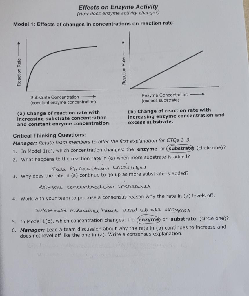 Solved Effects on Enzyme Activity (How does enzyme activity | Chegg.com