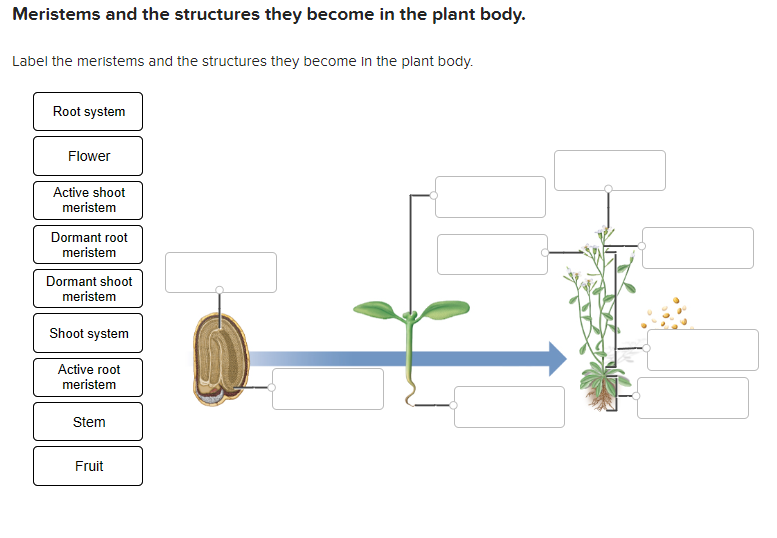 Solved Meristems and the structures they become in the plant | Chegg.com