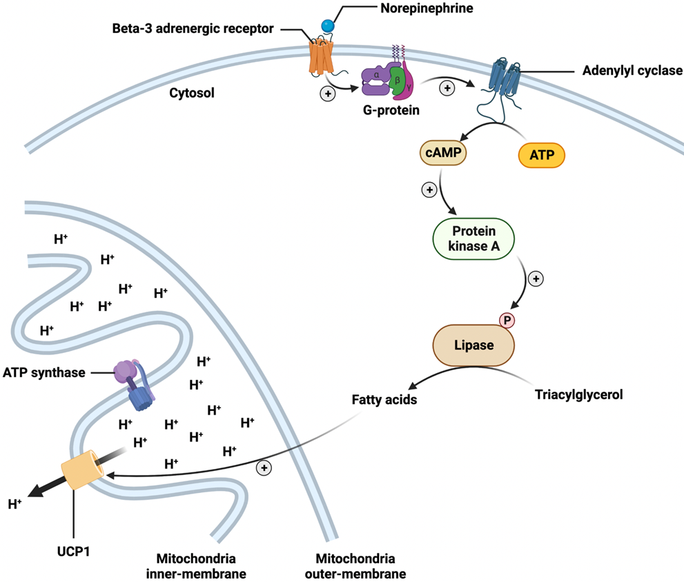 Solved The UCP1 can be regulated (activated or inhibited) | Chegg.com