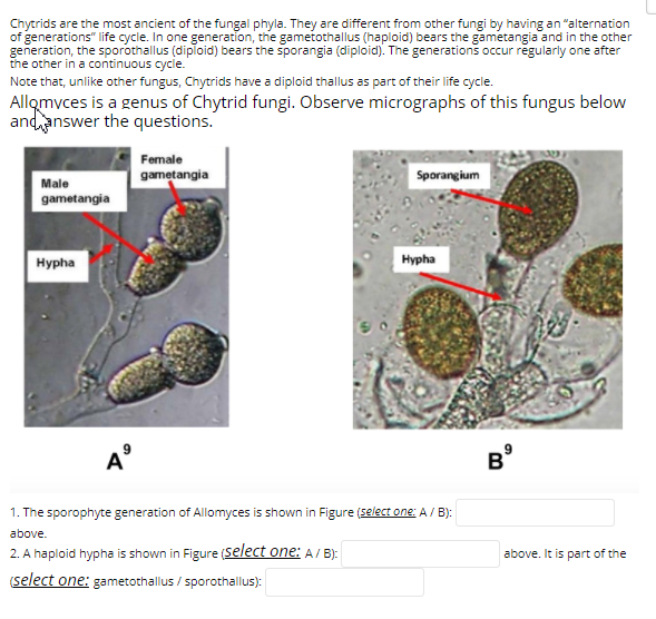 Solved Chytrids are the most ancient of the fungal phyla. | Chegg.com