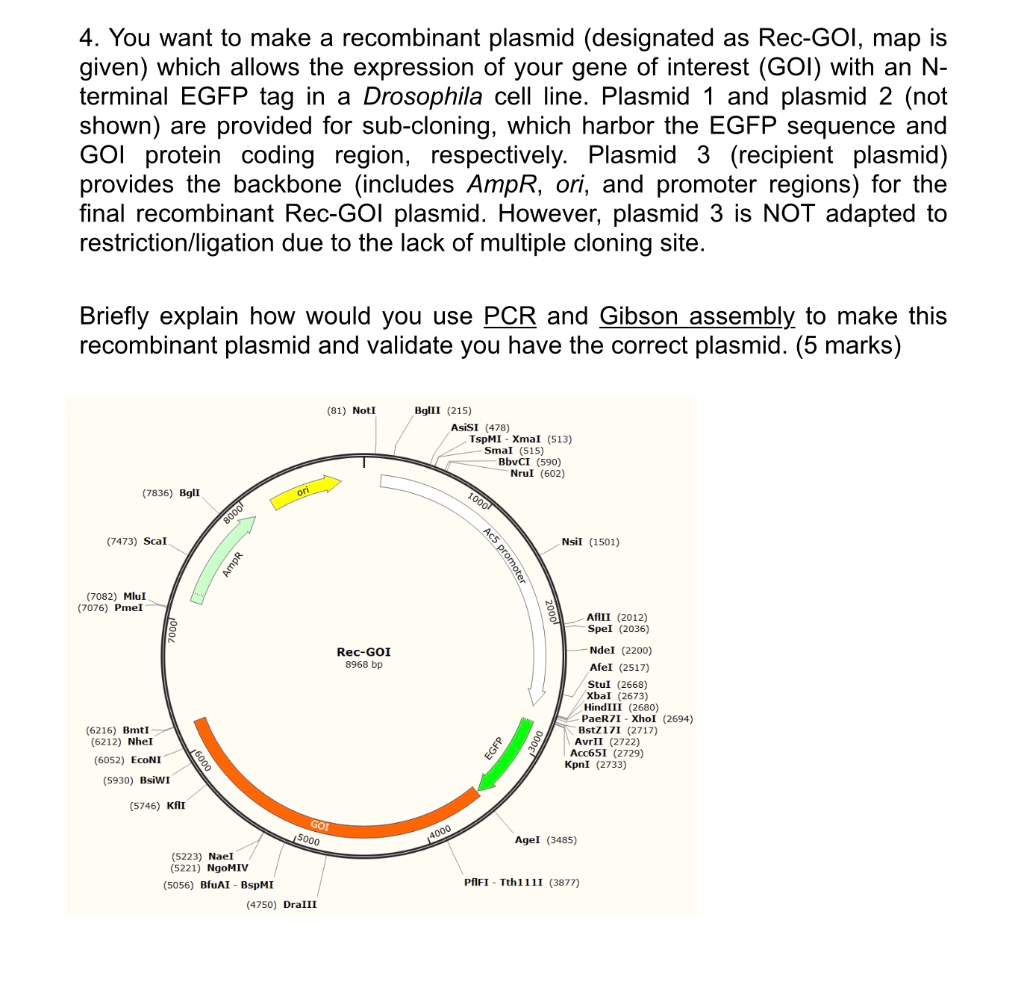 Solved 4. You want to make a recombinant plasmid (designated | Chegg.com