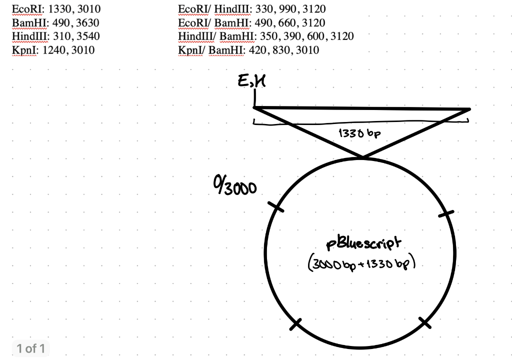 Solved EcoRI: 1330, 3010 BamHI: 490, 3630 HindIII: 310, 3540 | Chegg.com
