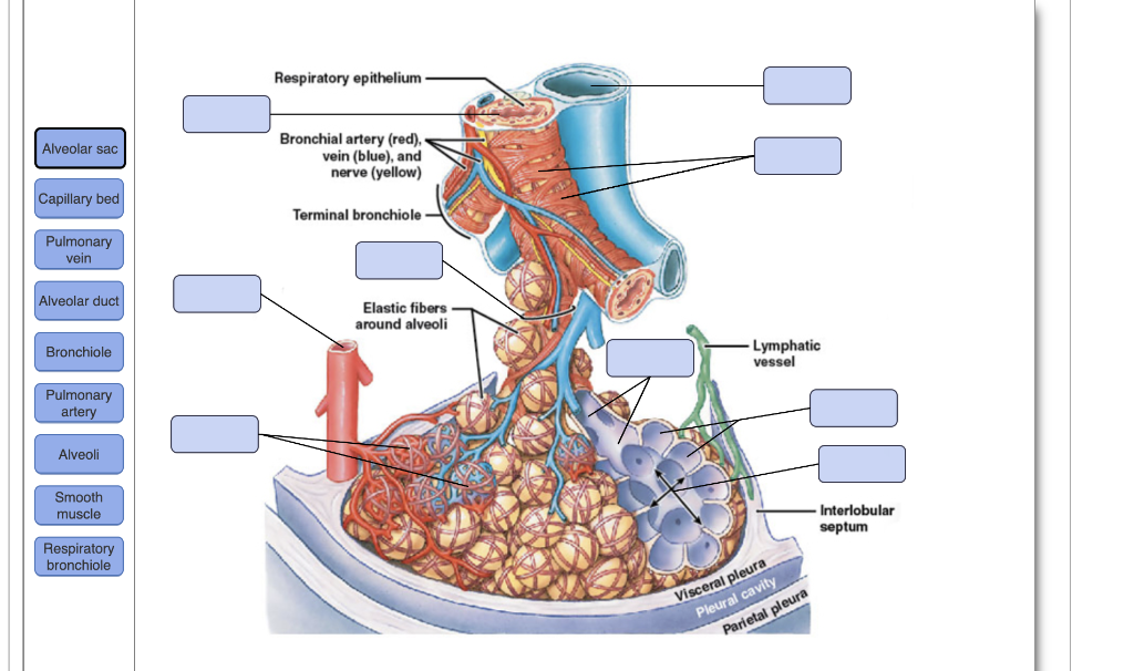 Solved Respiratory epithelium Alveolar sac Bronchial artery | Chegg.com