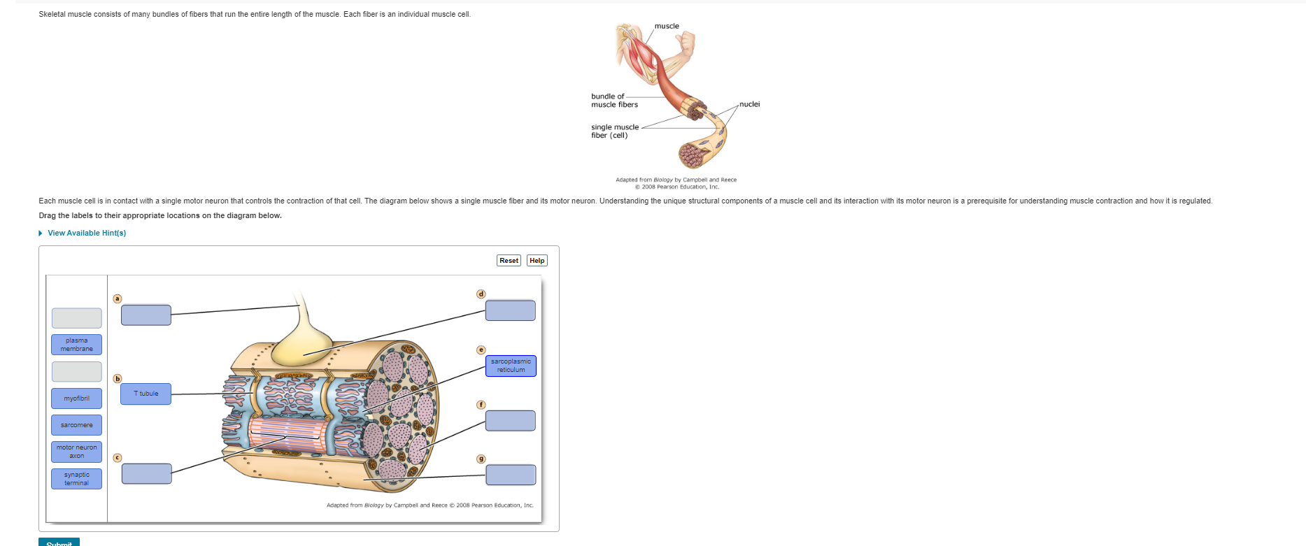 Solved Skeletal muscle consists of many bundles of fibers | Chegg.com