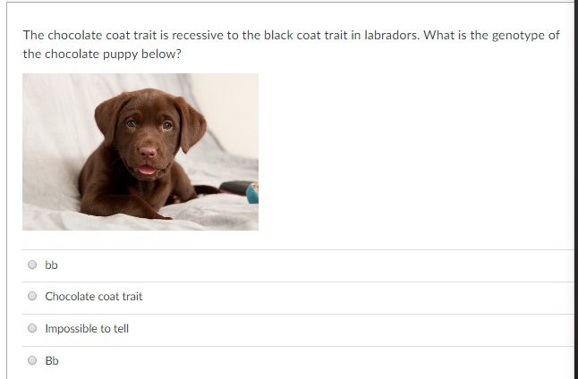 Solved The chocolate coat trait is recessive to the black | Chegg.com