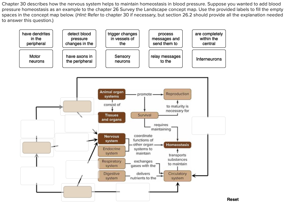 Solved Chapter 30 Describes How The Nervous System Helps To Chegg