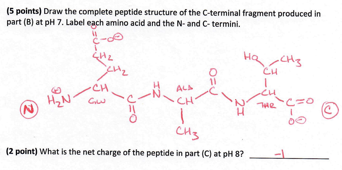 Solved (5 points) Draw the complete peptide structure of the | Chegg.com