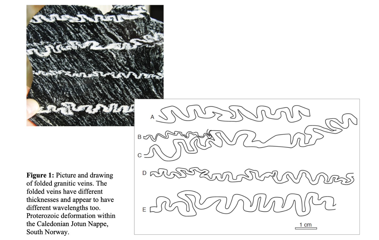 Solved The figure below shows five ptygmatic veins with a | Chegg.com