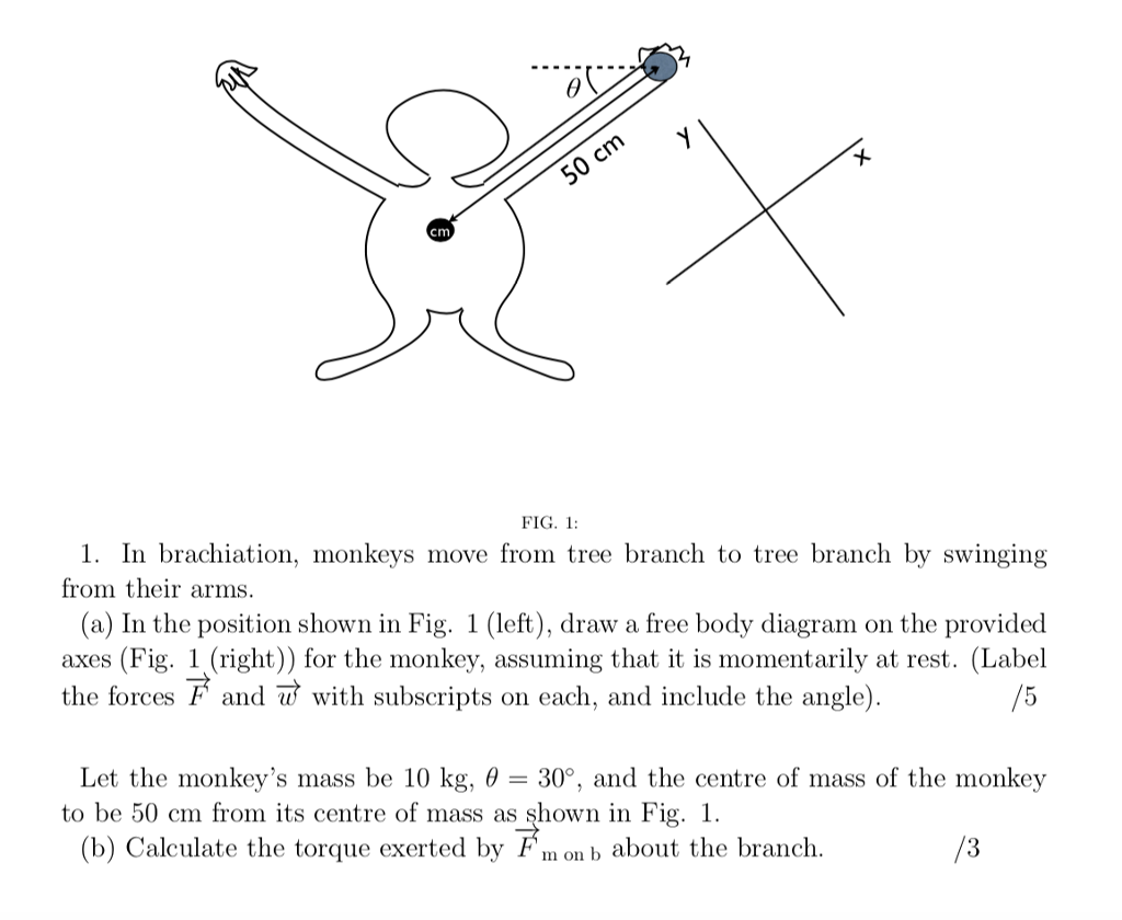 Solved cm FIG. 1: 1. In brachiation, monkeys move from tree | Chegg.com