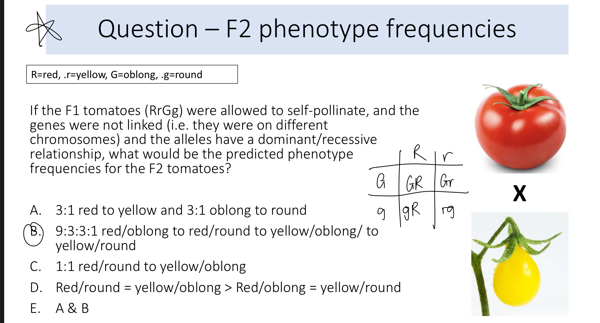 Solved Question - ﻿F2 ﻿phenotype frequenciesR=red, | Chegg.com