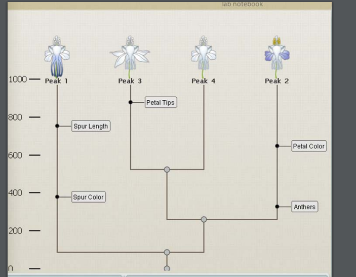 Solved Based on the Simple Evolving Flowers exercise in the | Chegg.com
