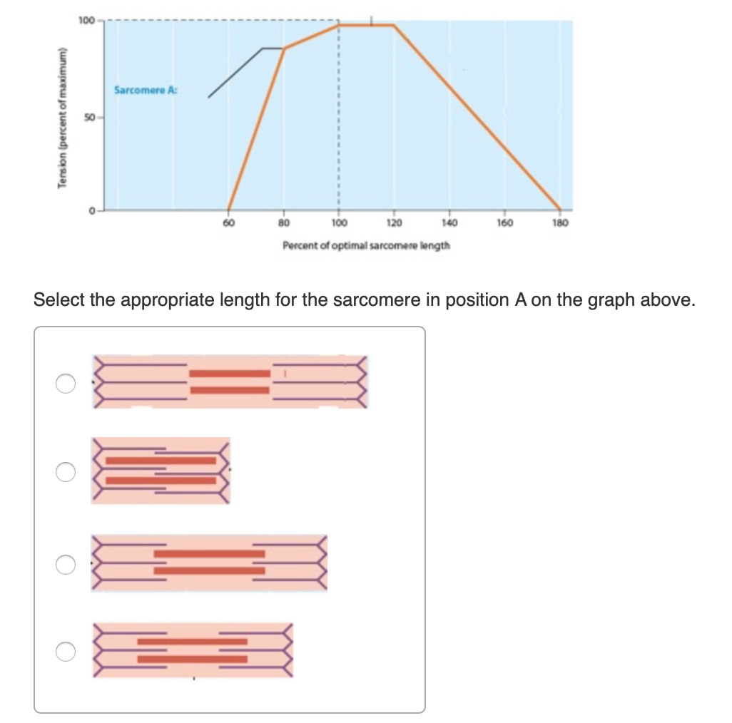 Solved 100 Sarcomere A: Tersion (percent of maximum) о 160 | Chegg.com