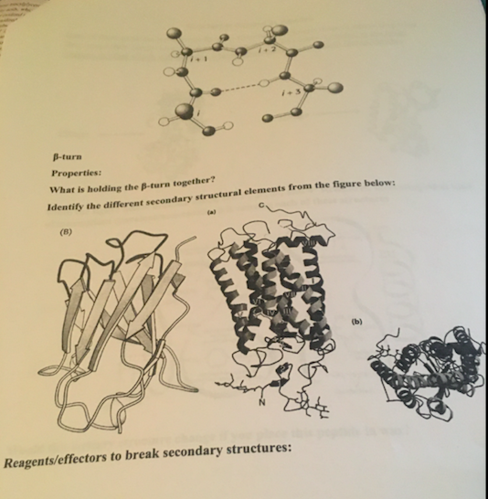 Solved B-turn Properties: What is holding the B-turn | Chegg.com