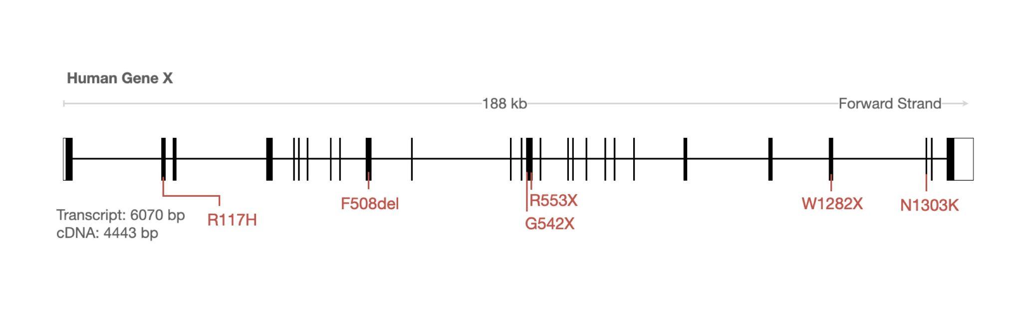 Solved Cystic fibrosis (henceforth CF) is an autosomal | Chegg.com