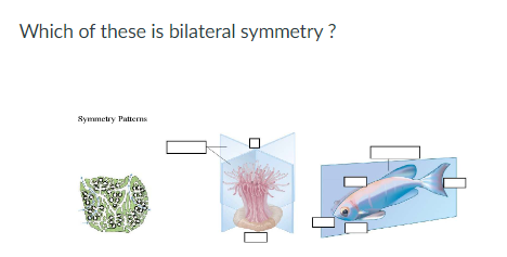 Solved The image on the right (of the bony fish) the center | Chegg.com