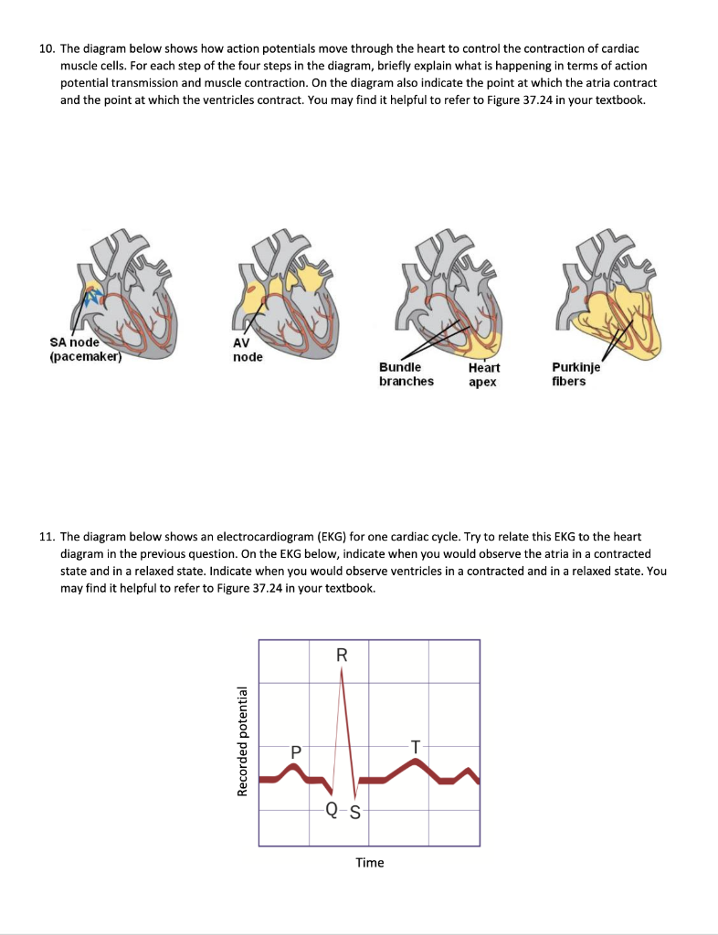 10. The diagram below shows how action potentials | Chegg.com