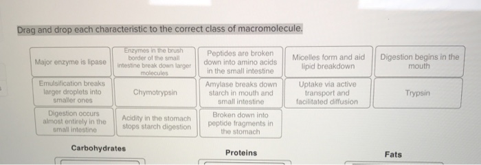 Solved Drag and drop each characteristic to the correct | Chegg.com