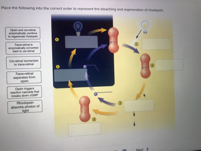 Solved Place the following into the correct order to | Chegg.com
