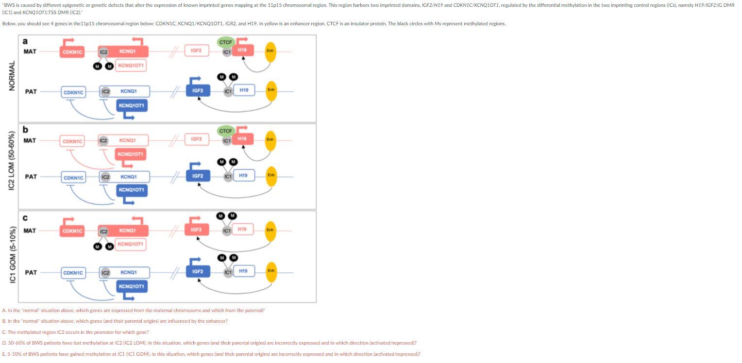 "BWS is caused by different epigenetic or genetic | Chegg.com